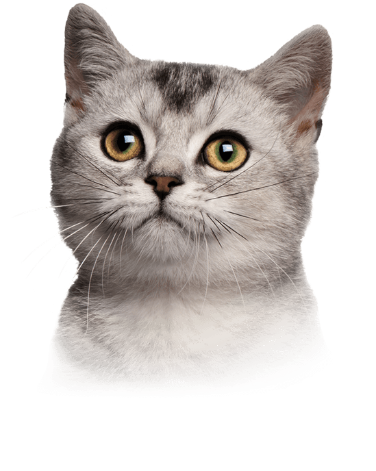 CaniSource Grand Cru | Nourriture naturelle pour chats